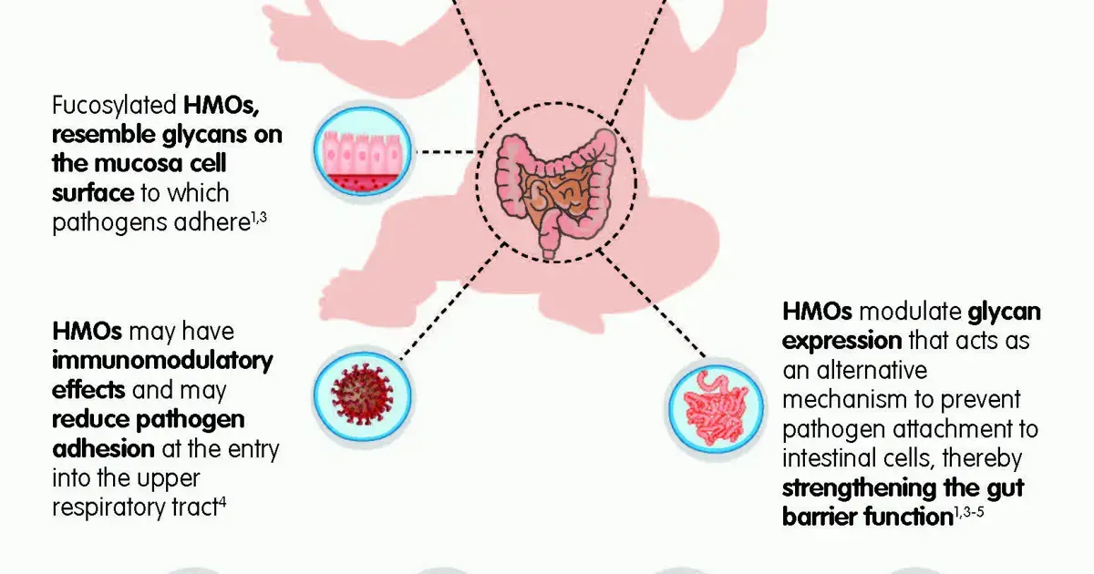 Antimicrobial effects of Human Milk Oligosaccharides (HMOs) | Wyeth Nutrition Science Center ...